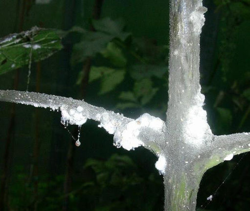 Comment détecter et éliminer un nuisible dans ma plante de cannabis